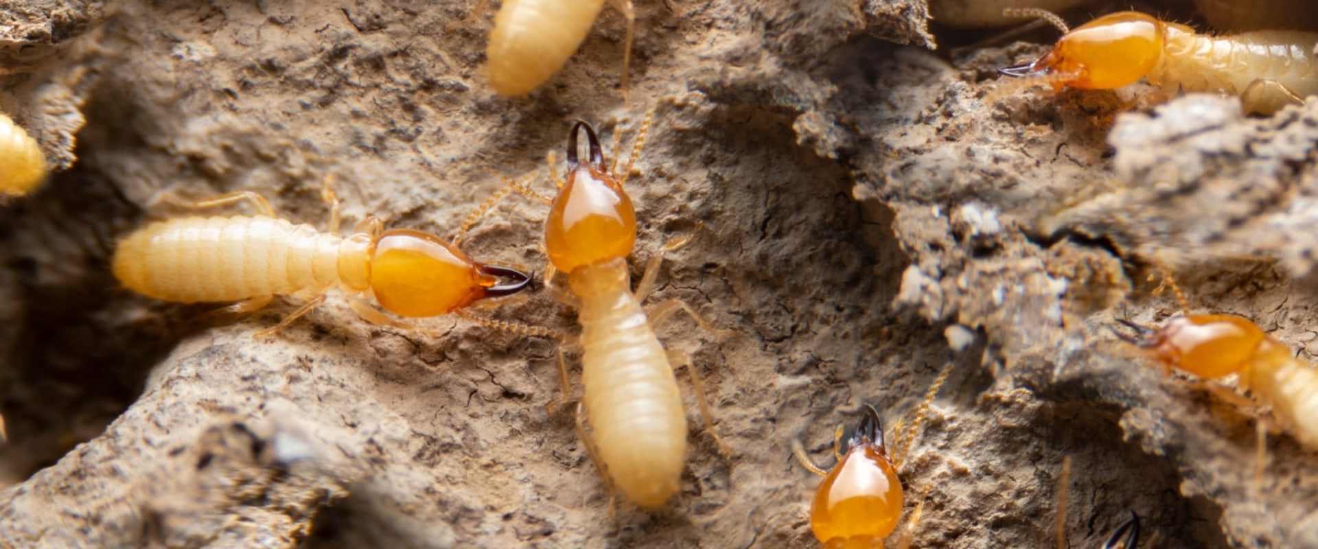 Protecting Your Timber Frame Home: The Essential Role Of Pest ...